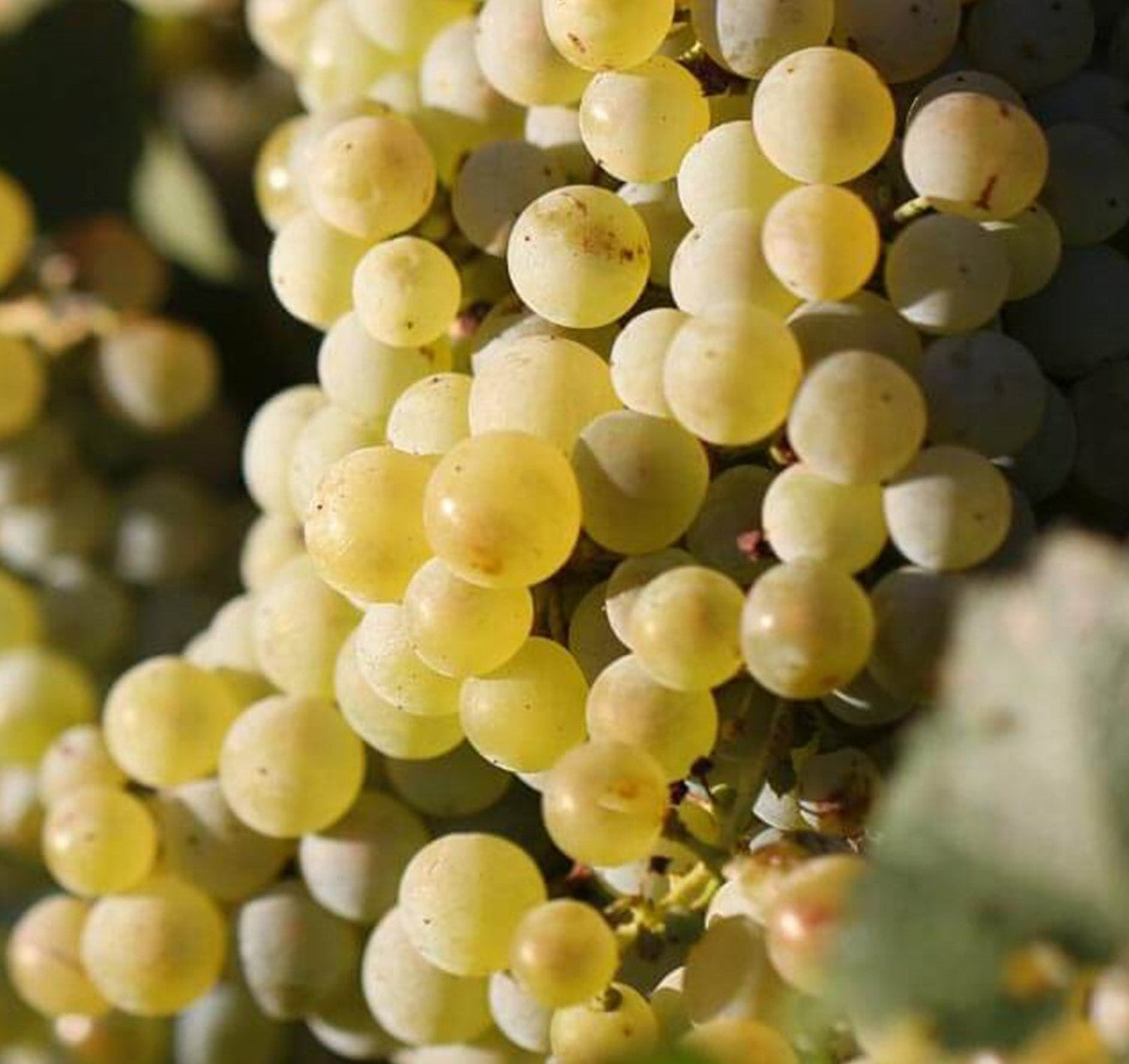 Viticulture & Winemaking - Chateau Pato Wines